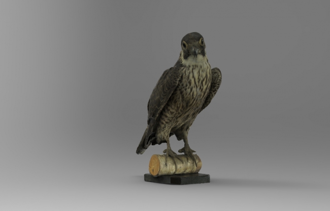 3D Scanning is for the Birds | Geo Week News
